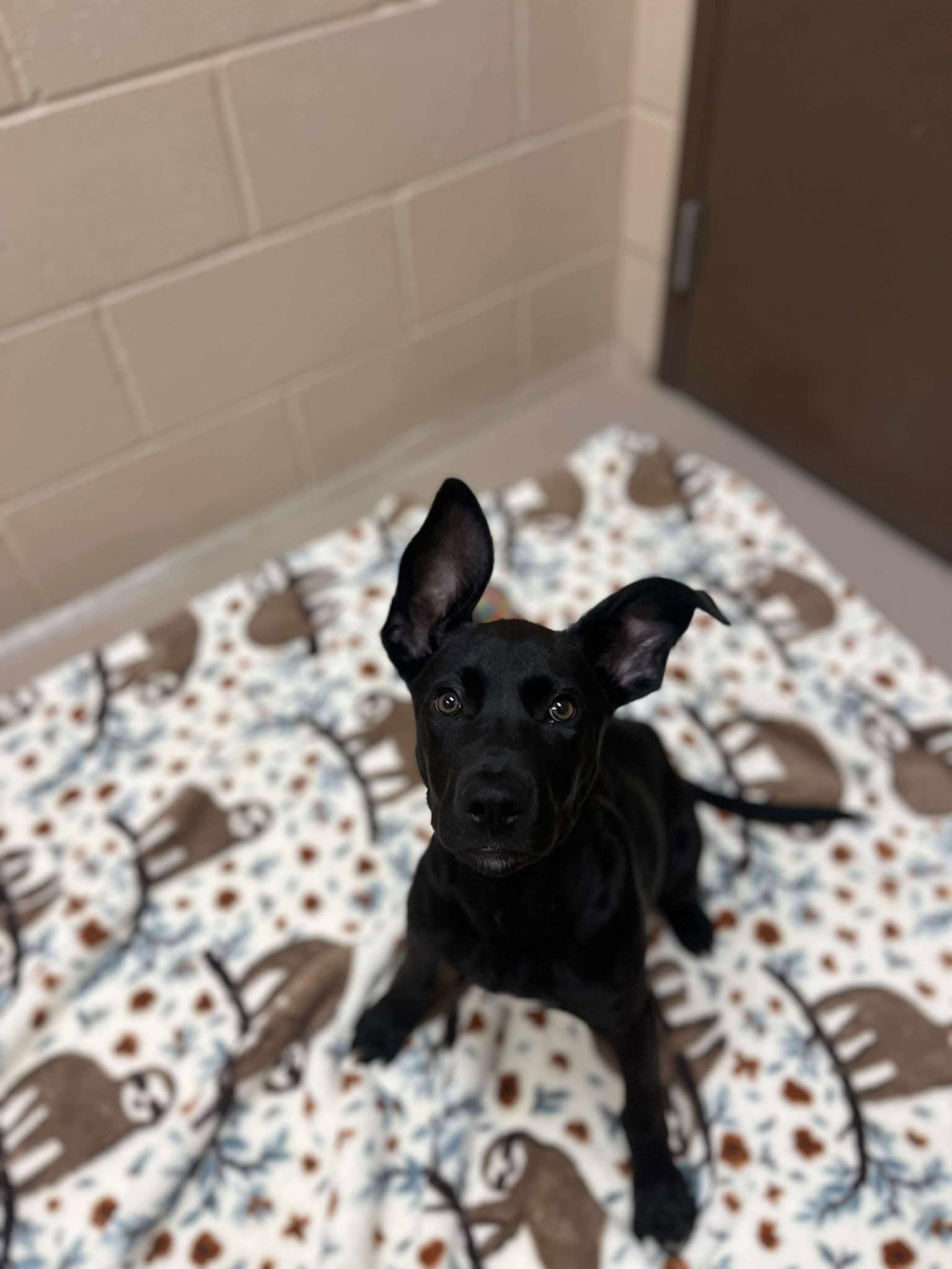 Fox Valley Humane Association in Appleton, WI - Find Paw Pal
