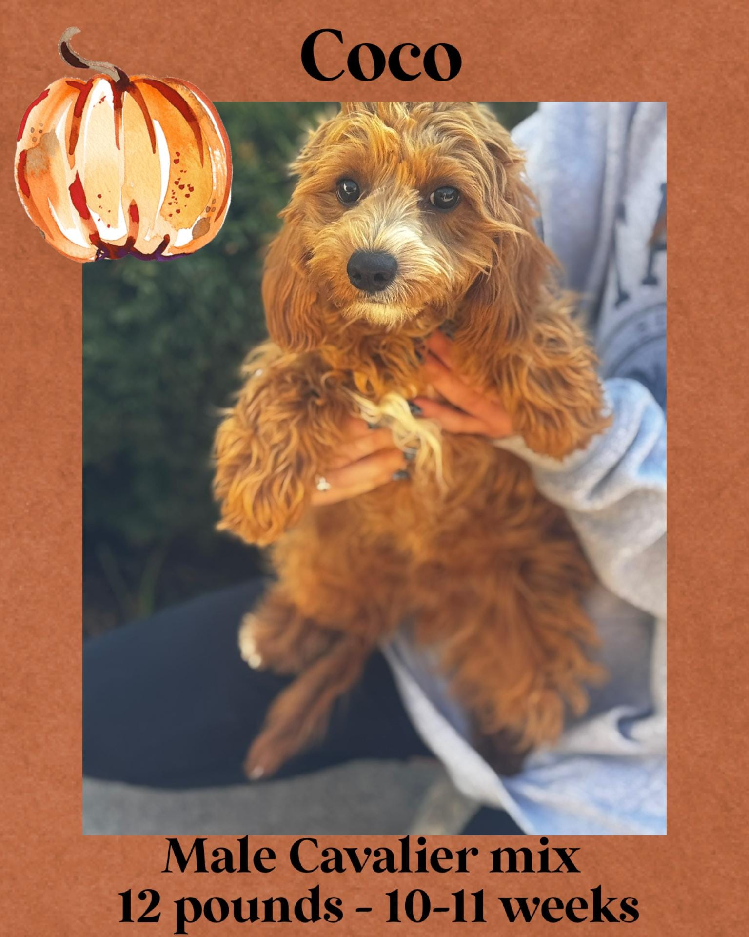 Adopt Coco Today - Pets TheCountyOffice