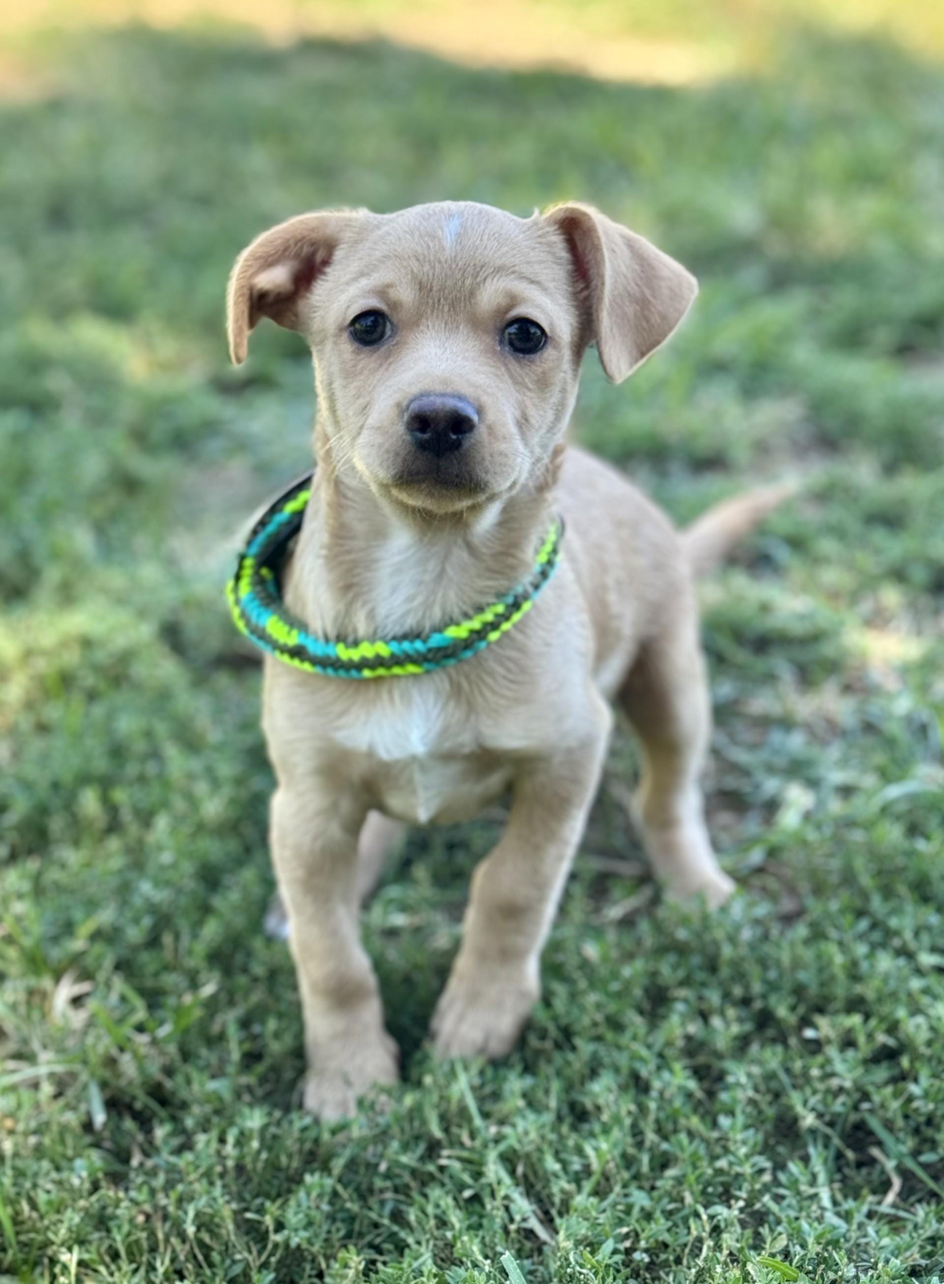 Adopt Baz Cody (CONC-A-8736) Today - Pets TheCountyOffice