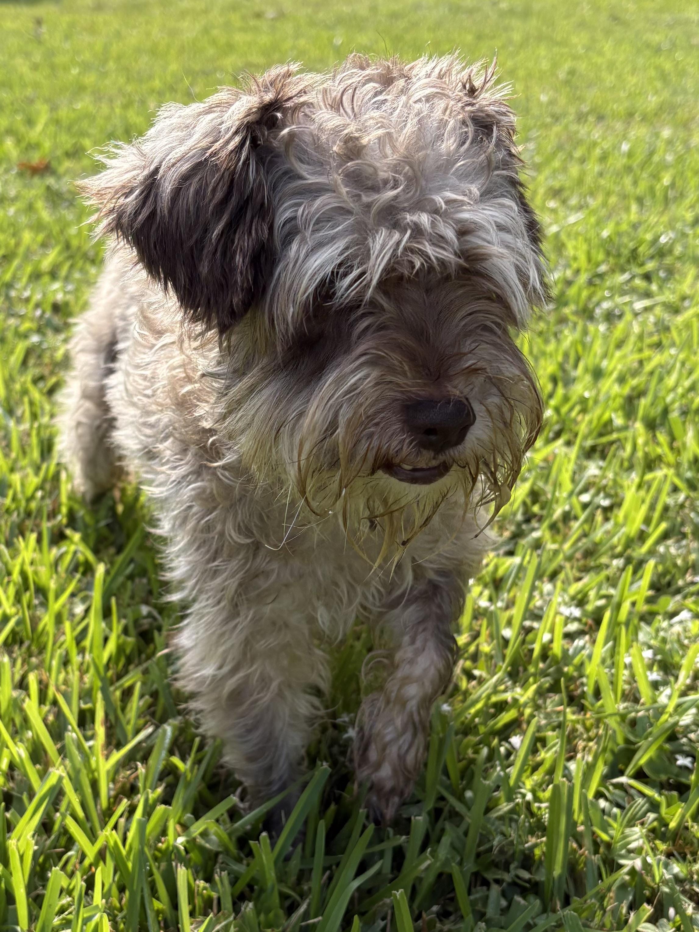 Adopt Quince Today - Pets TheCountyOffice