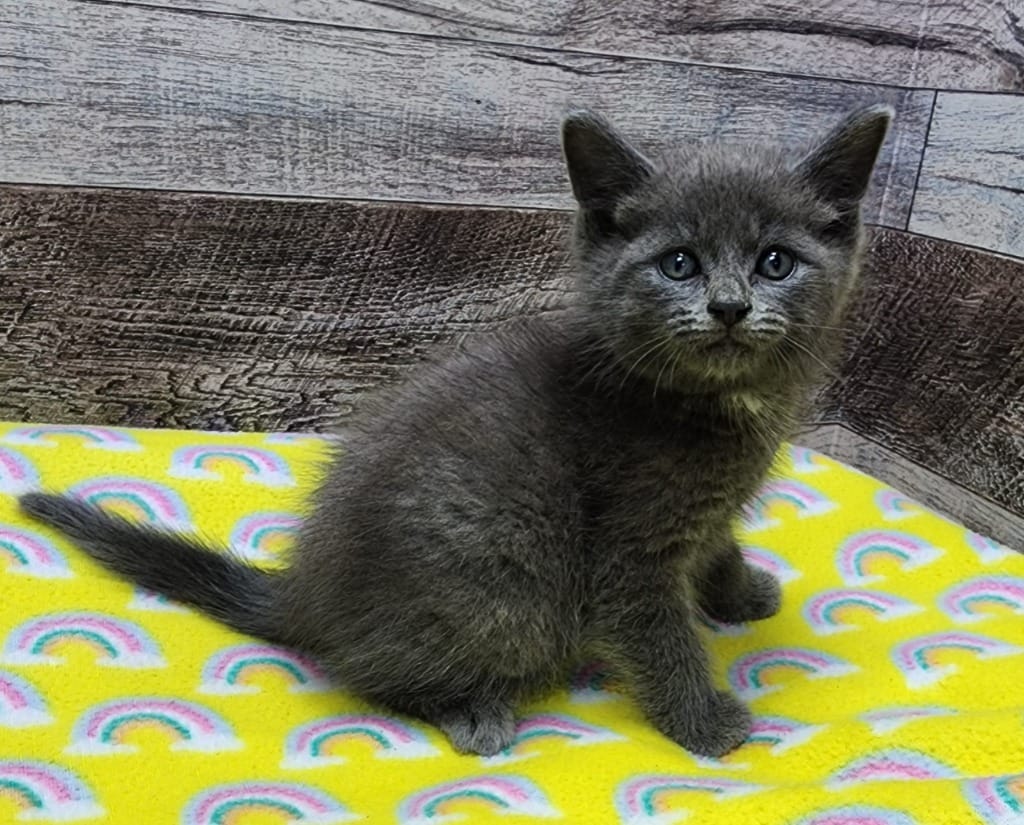 Adopt Shadow Today - Find Paw Pal