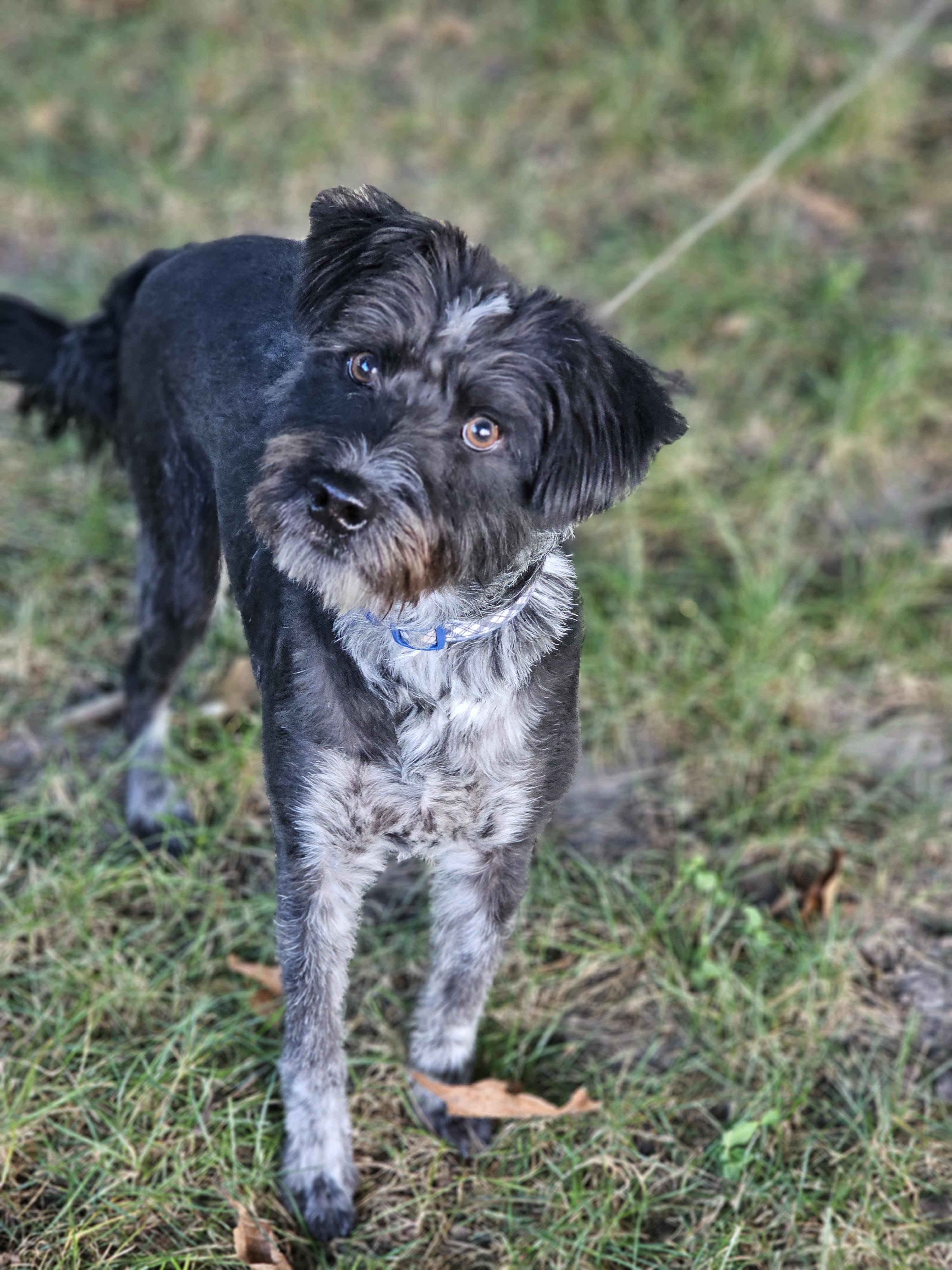 Adopt Oreo Springfield Today - Find Paw Pal