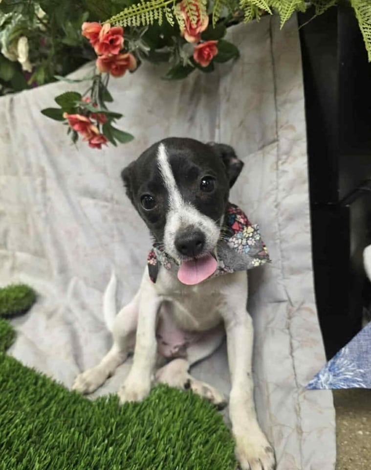 Adopt Peter Pan Today - Pets TheCountyOffice