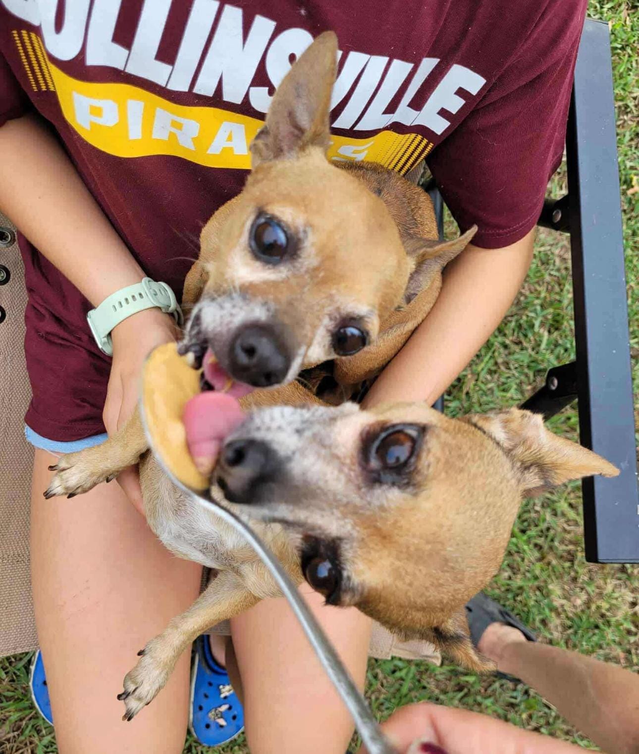 Adopt Bonded Pair - Knight & Queenie Today - Pets TheCountyOffice