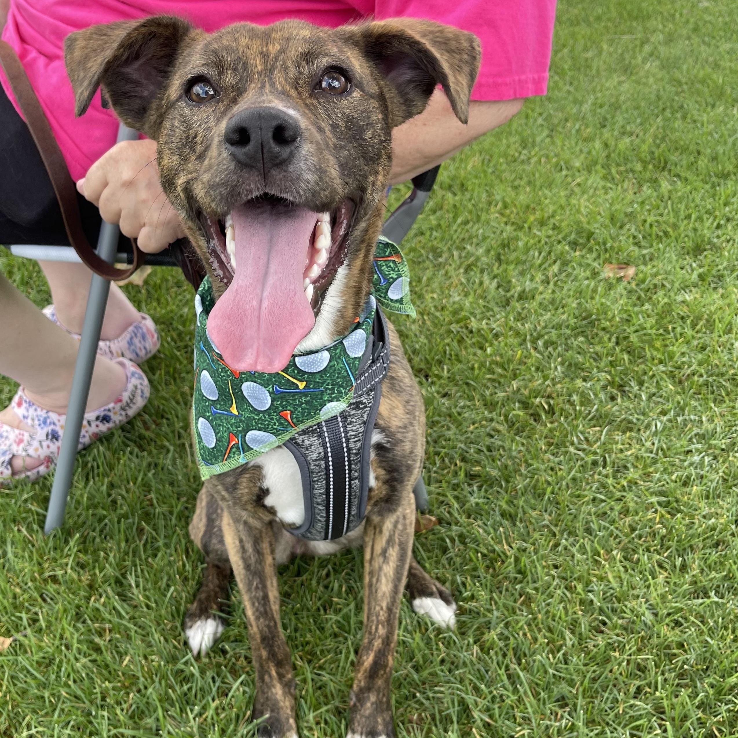 Adopt Feta Today - Find Paw Pal