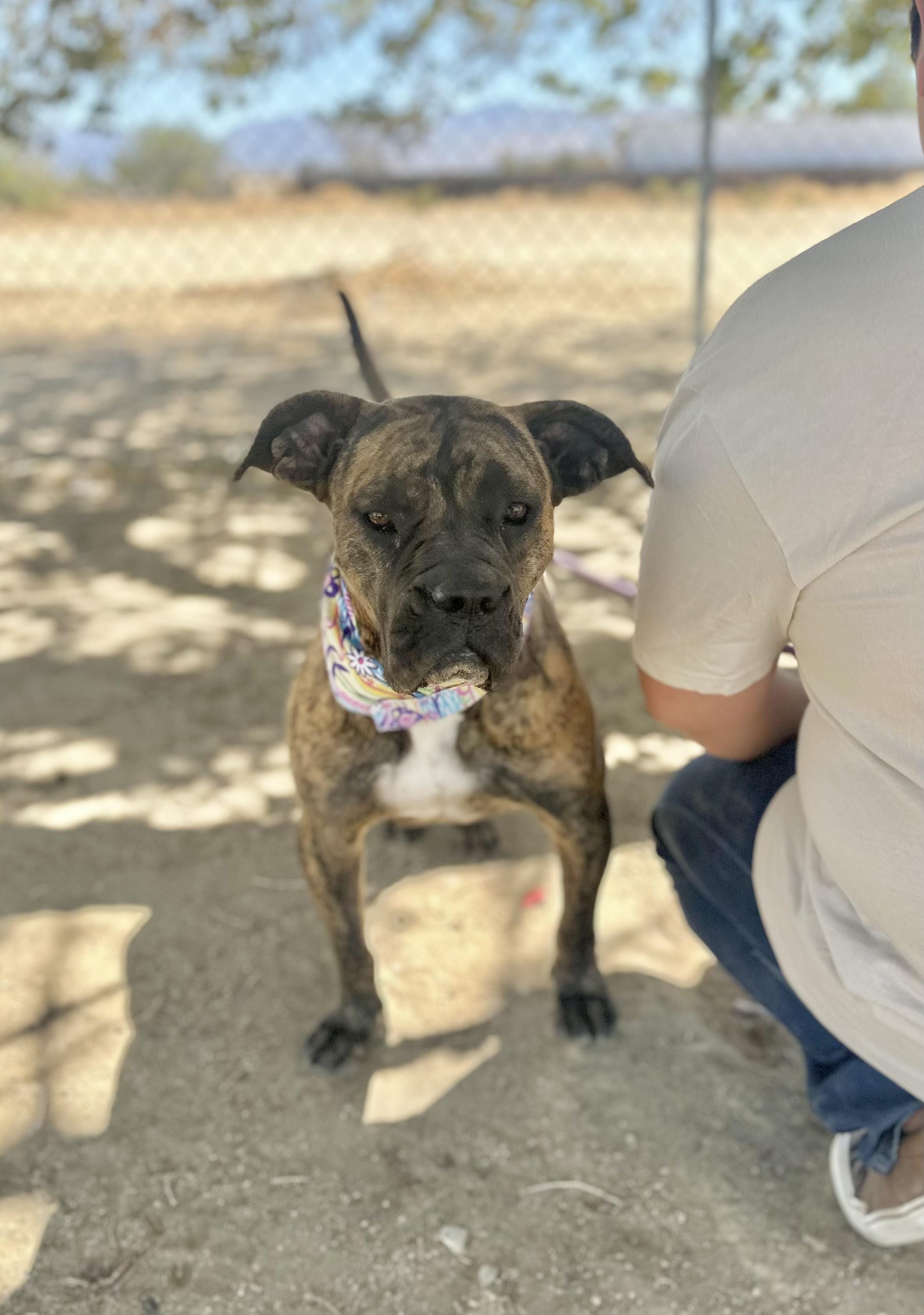 Adopt JESSIE Today - Find Paw Pal
