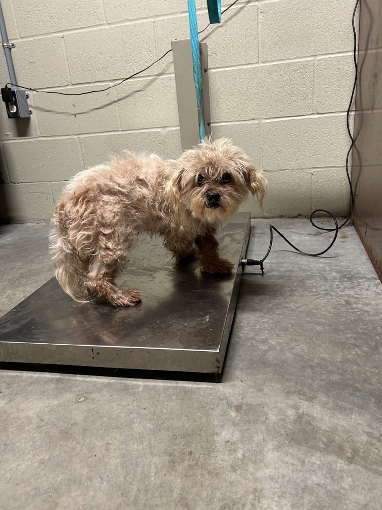 Adopt Tilly Today - Pets TheCountyOffice