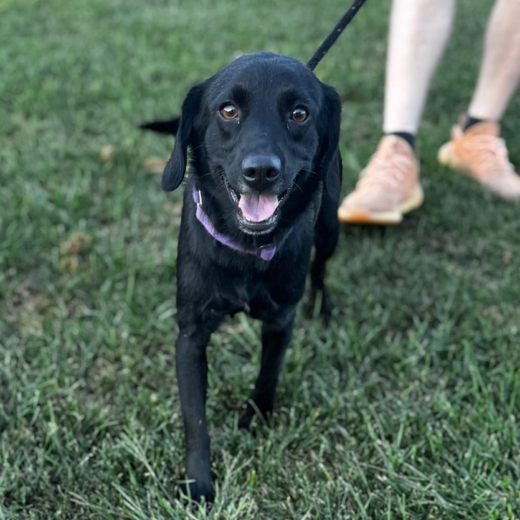 Adopt Sable Today - Pets TheCountyOffice