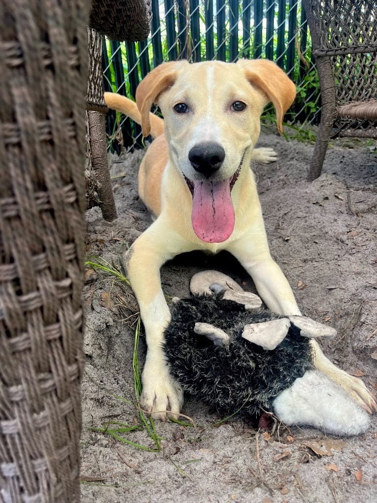 Adopt Tadpole - Arriving 9-13 Today - Find Paw Pal