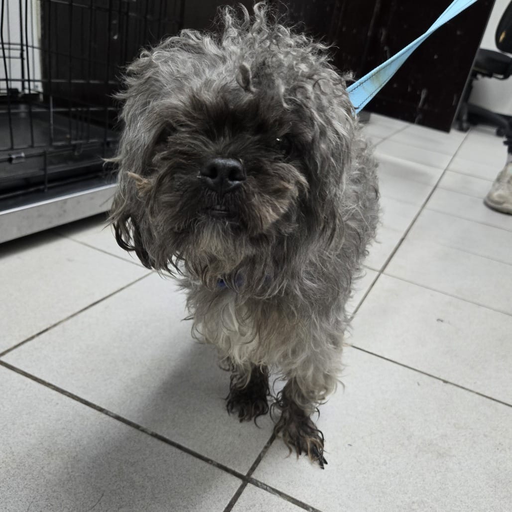 Adopt Bentley Today - Pets TheCountyOffice