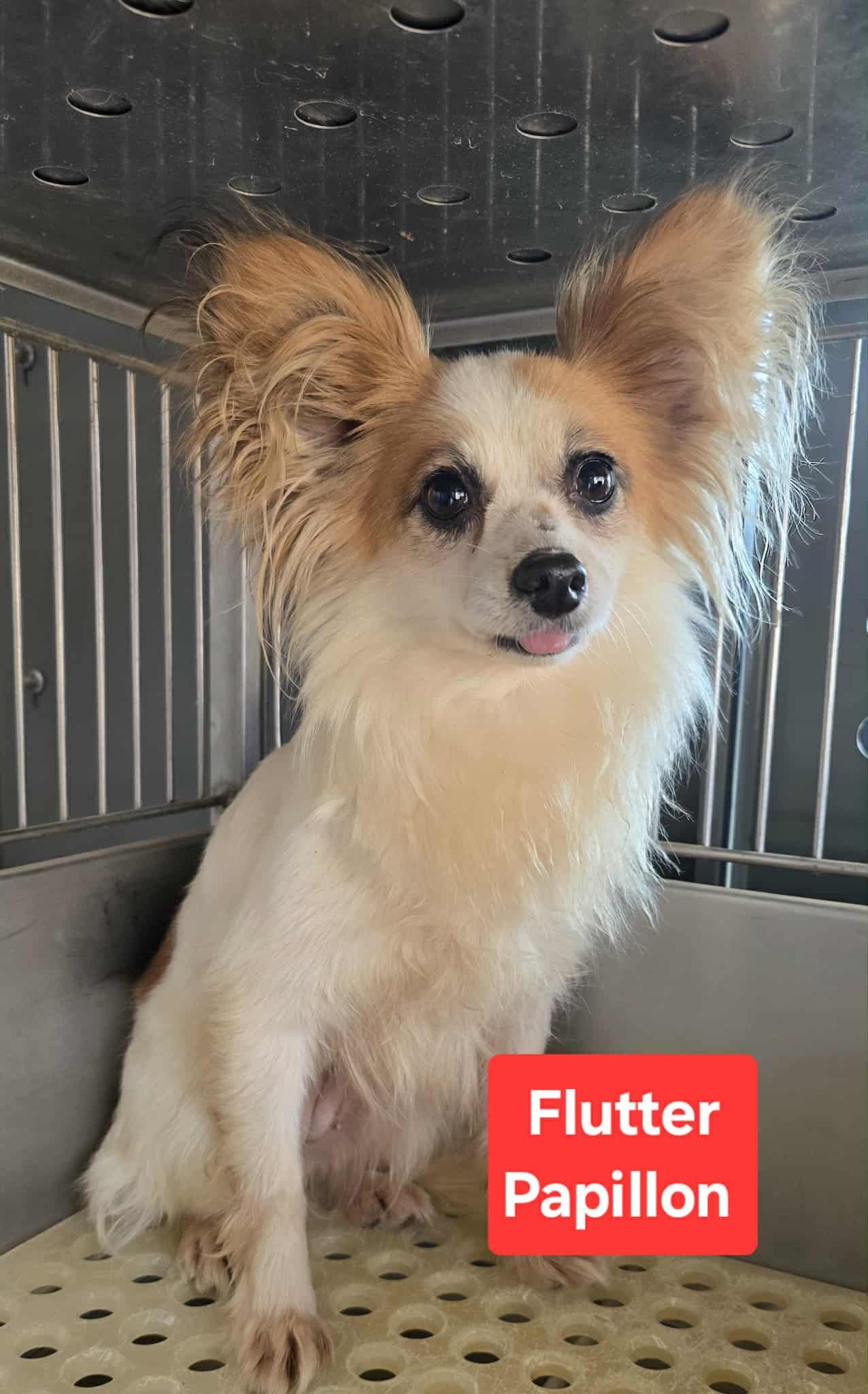 Adopt Flutter Today - Pets TheCountyOffice
