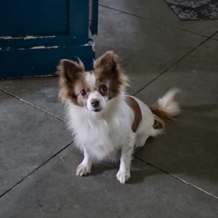 Adopt Ginger Today - Pets TheCountyOffice