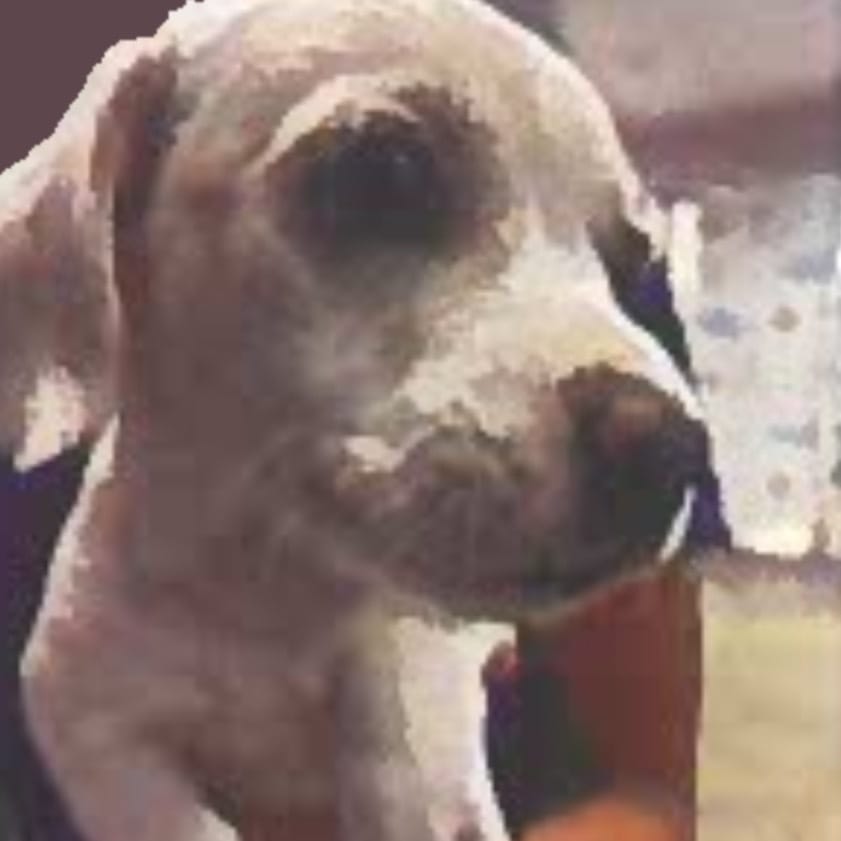 Adopt Lemon Today - Pets TheCountyOffice