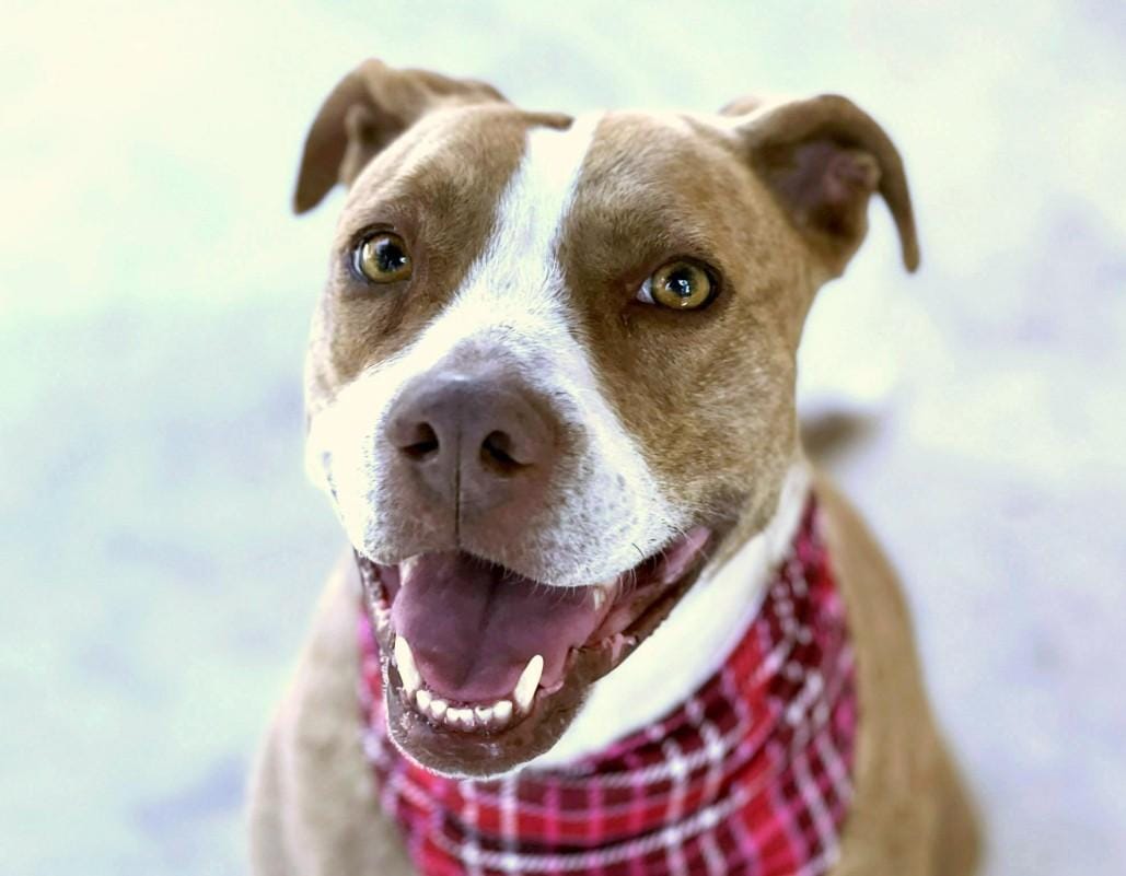 Adopt JESSIE Today - Find Paw Pal
