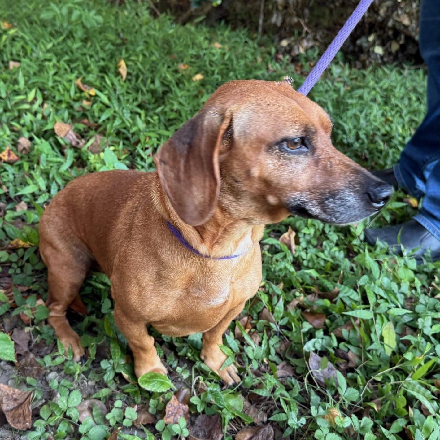 Adopt Widget Today - Pets TheCountyOffice