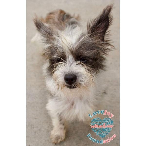 Adopt Pea Family-Cotton Tail Today - Pets TheCountyOffice