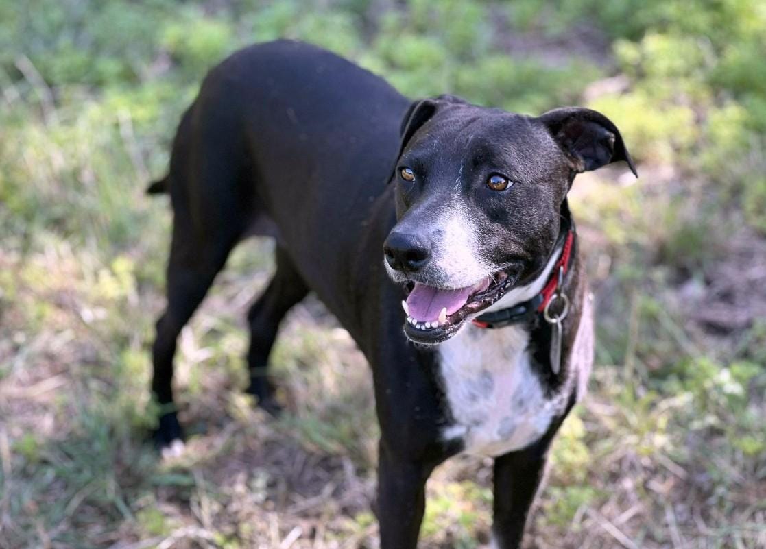 Adopt Mia - cruelty case! Long term stay - best dog here. Well-mannered ...