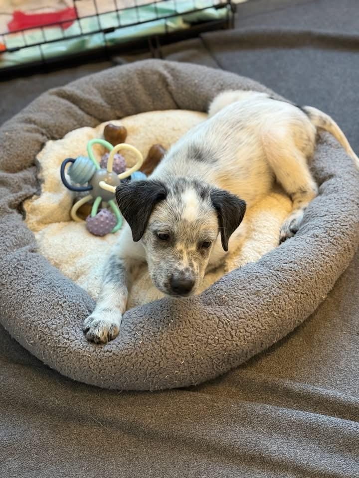 Adopt Bluey Today - Find Paw Pal