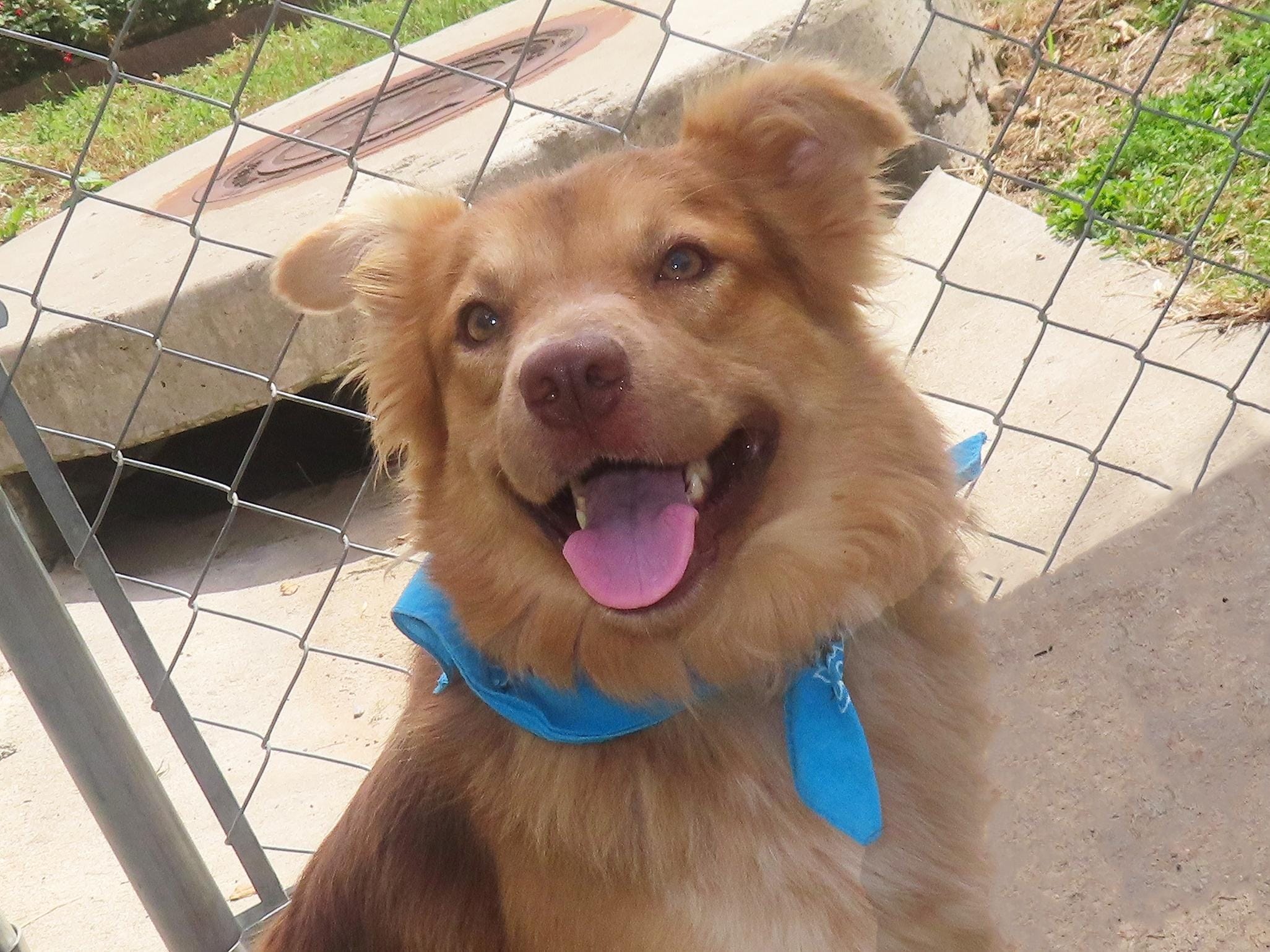 Adopt Tucker 25C-214 Today - Pets TheCountyOffice