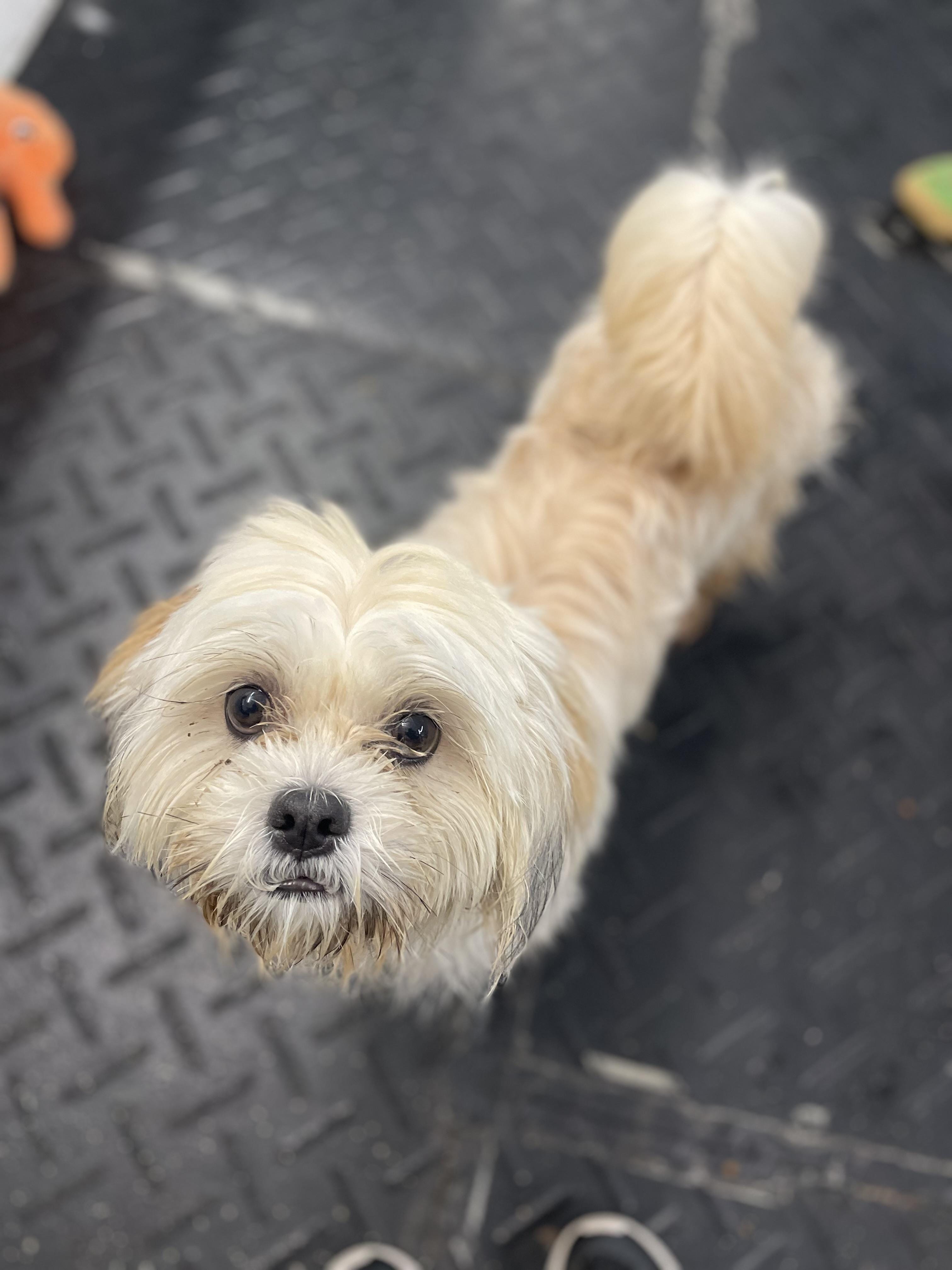 Adopt Toby Today - Pets TheCountyOffice