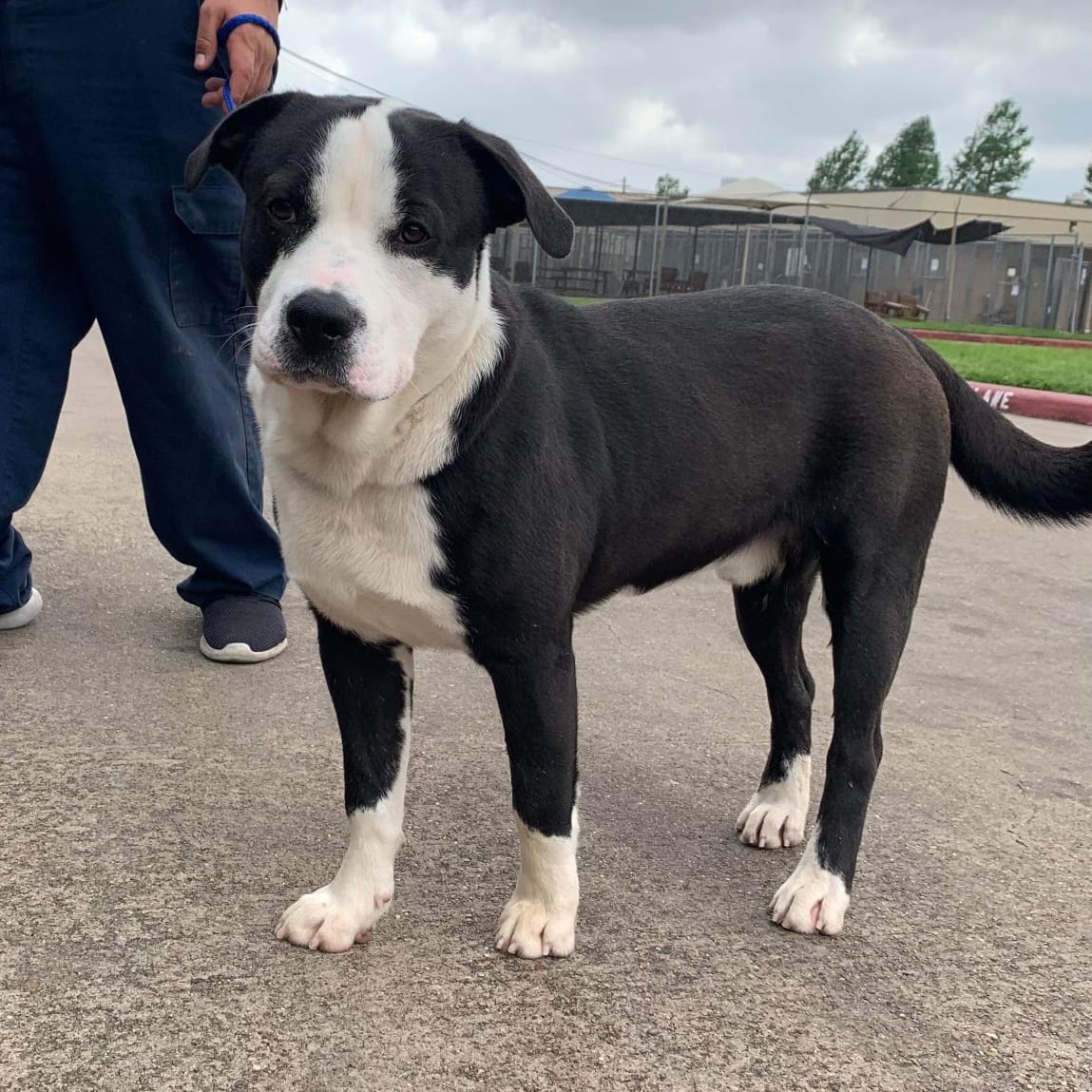 Adopt Panda Today - Pets TheCountyOffice