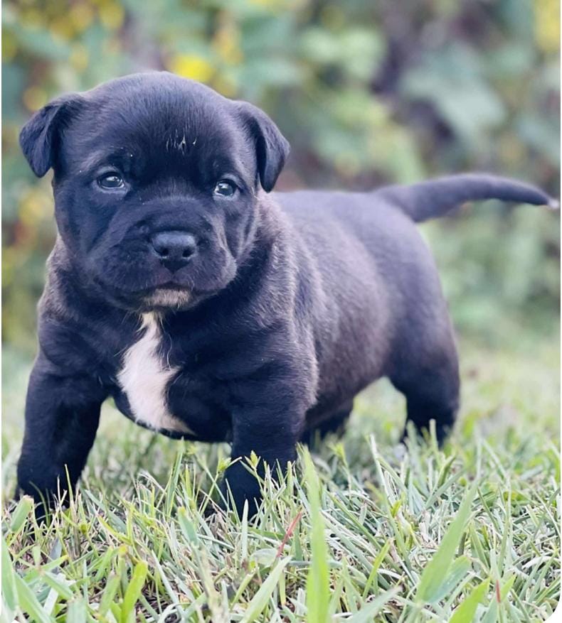 Adopt Fern Today - Pets TheCountyOffice