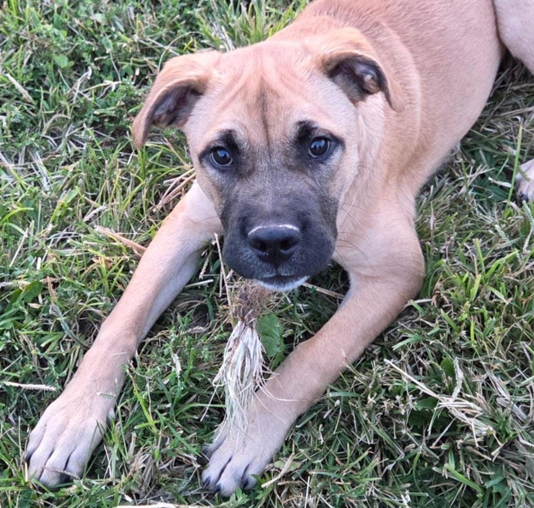 Adopt Bonanza Today - Pets TheCountyOffice