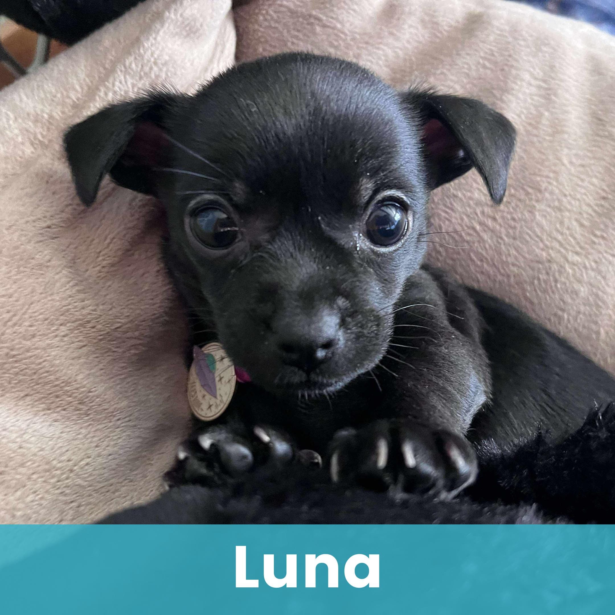 Adopt Luna Today - Pets TheCountyOffice