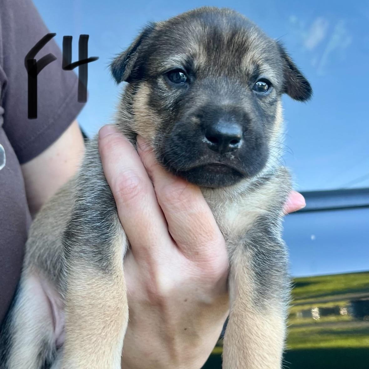 Adopt Bea Today - Pets TheCountyOffice