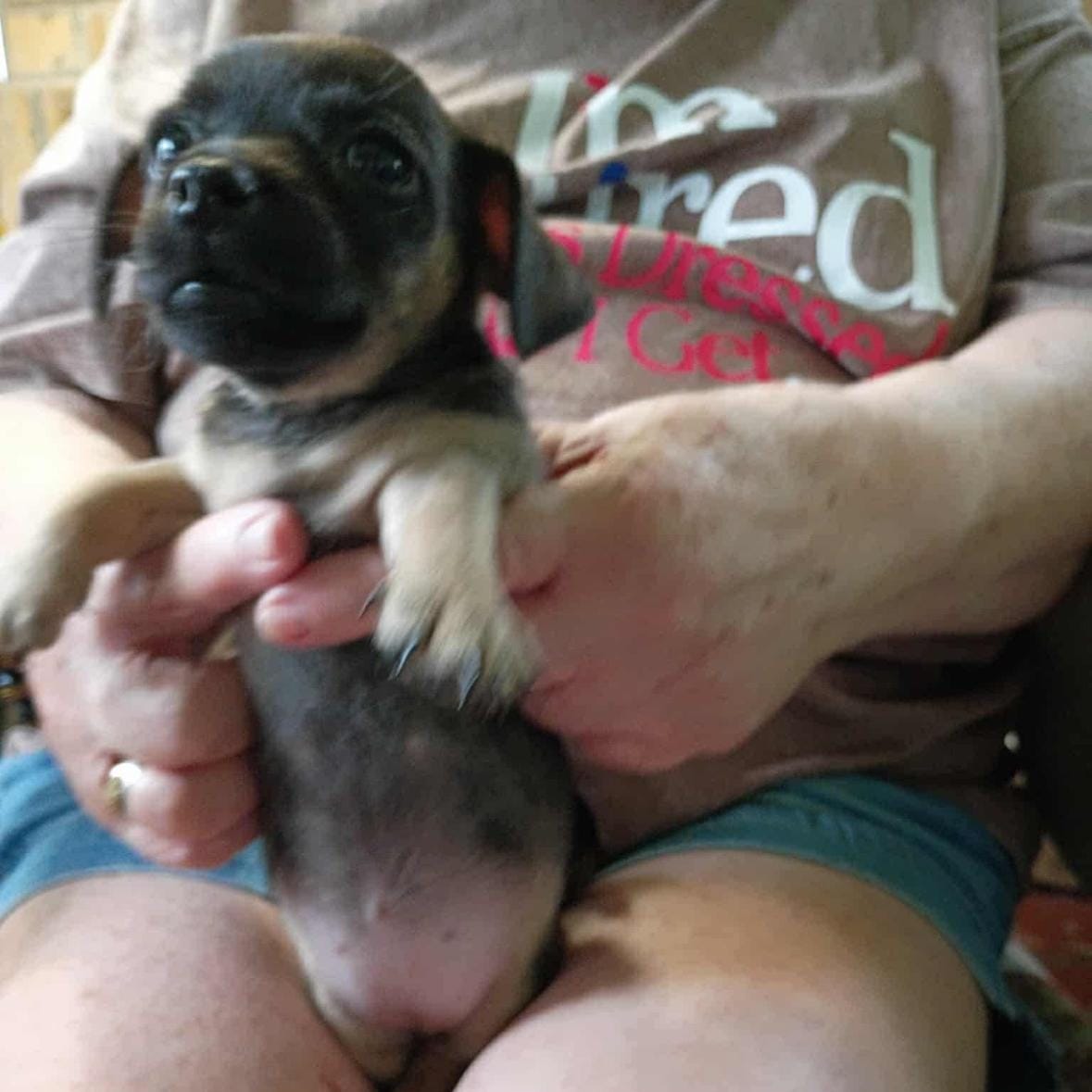 Adopt Prissy Today - Pets TheCountyOffice