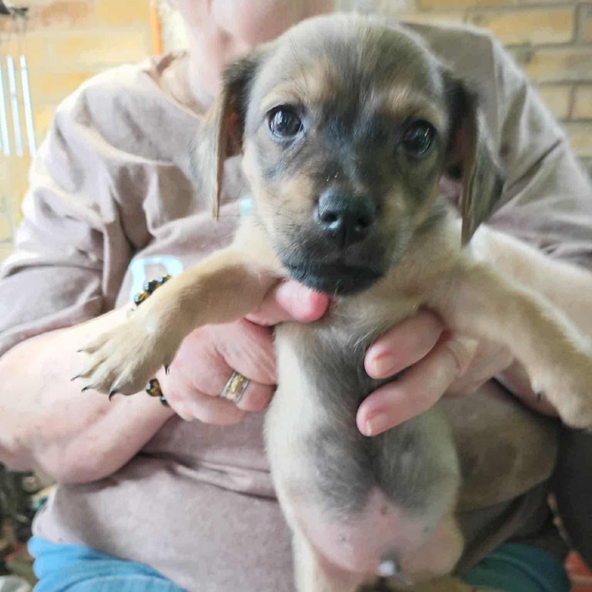 Adopt Pokey Today - Pets TheCountyOffice