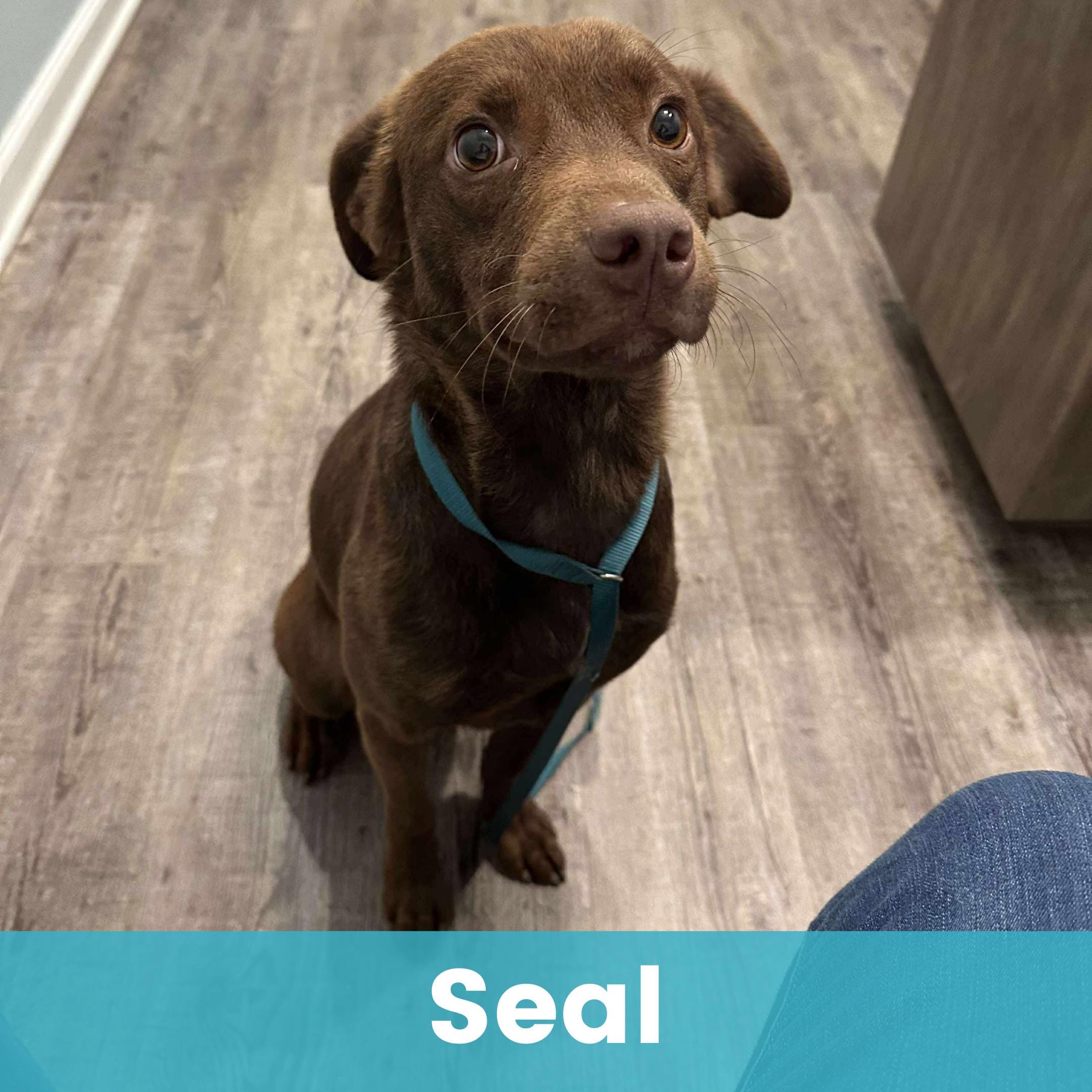 Adopt Seal Today - Pets TheCountyOffice