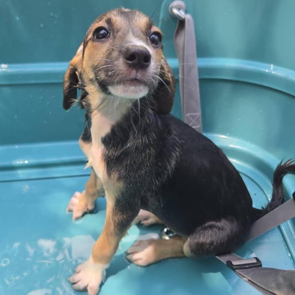 Adopt Poppy Today - Pets TheCountyOffice
