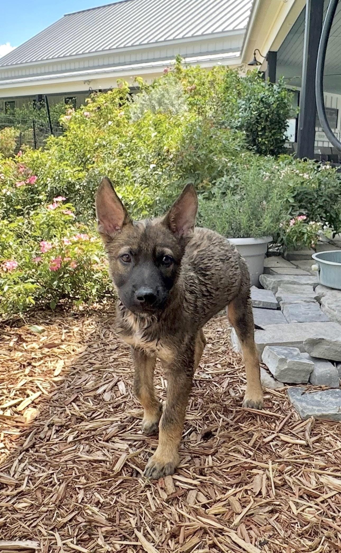 Adopt Clyde Today - Pets TheCountyOffice