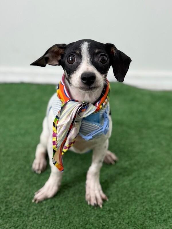 Adopt Toby Today - Pets TheCountyOffice