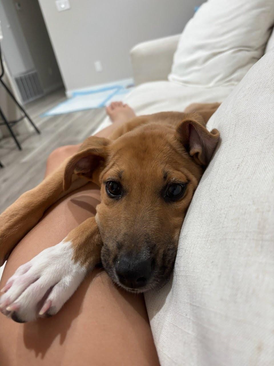 Humane Society Near Me - Find Paw Pal