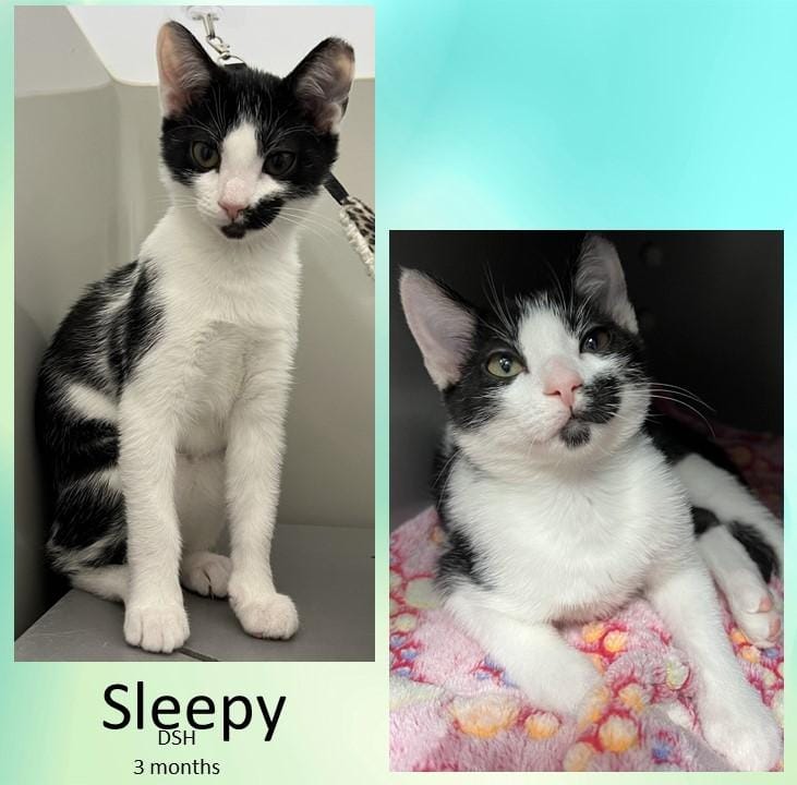 Humane Society Near Me - Find Paw Pal