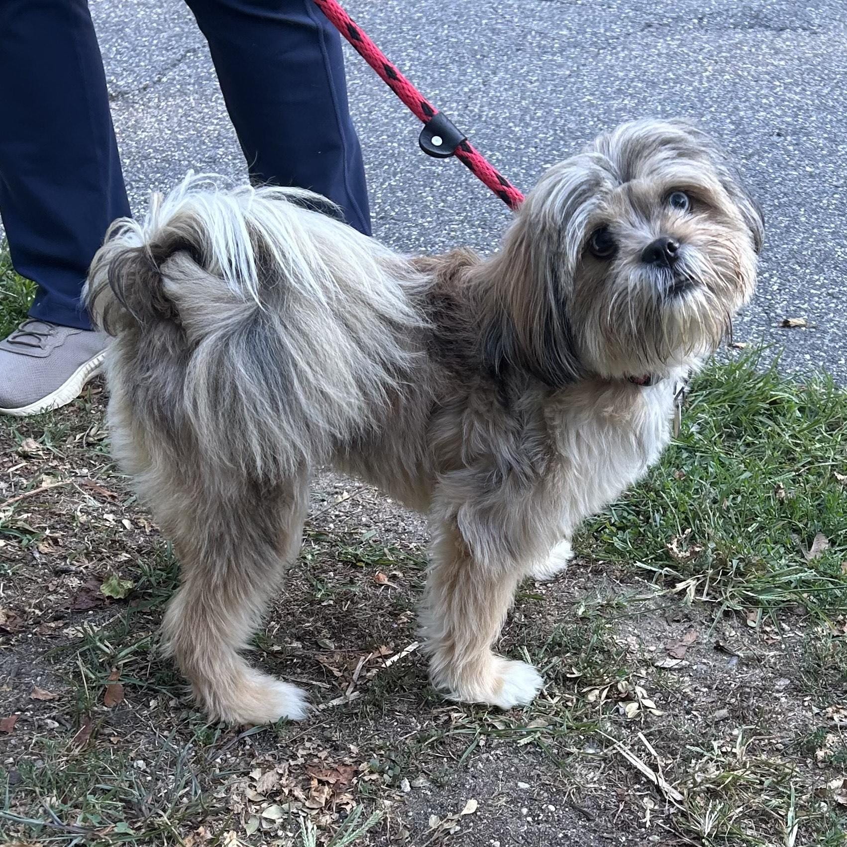 Adopt Luna Today - Pets TheCountyOffice