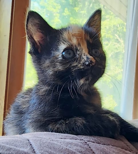 Adopt ASH - Kitten is good with dogs and cats Today - Find Paw Pal