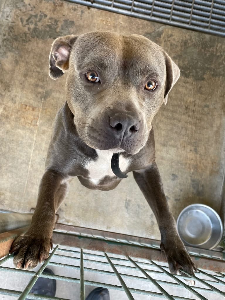 Adopt the Ideal Dog Near You - Find Paw Pal