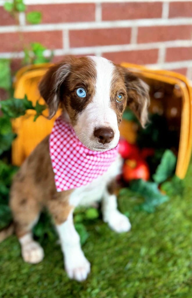 Adopt Cider Today - Find Paw Pal