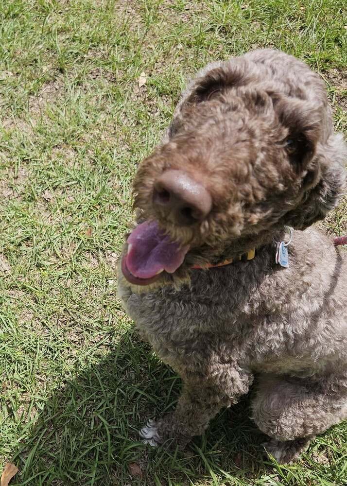 Adopt Lilly Today - Find Paw Pal