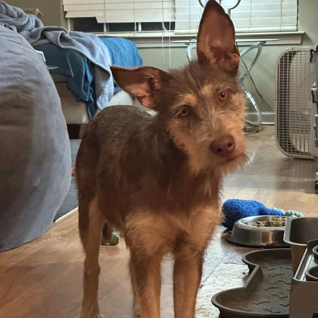 Adopt Mocha Today - Find Paw Pal