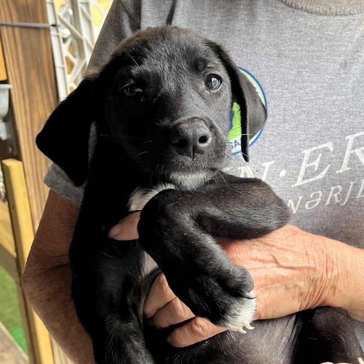 Adopt Dee Dee Today - Find Paw Pal