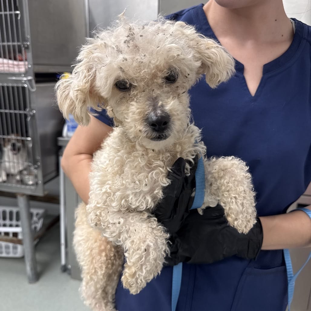 Adopt Tiki Today - Find Paw Pal