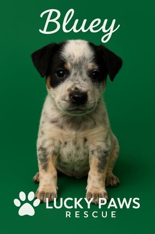 Adopt Bluey Crew - Bluey (Released 10/15) Today - Find Paw Pal