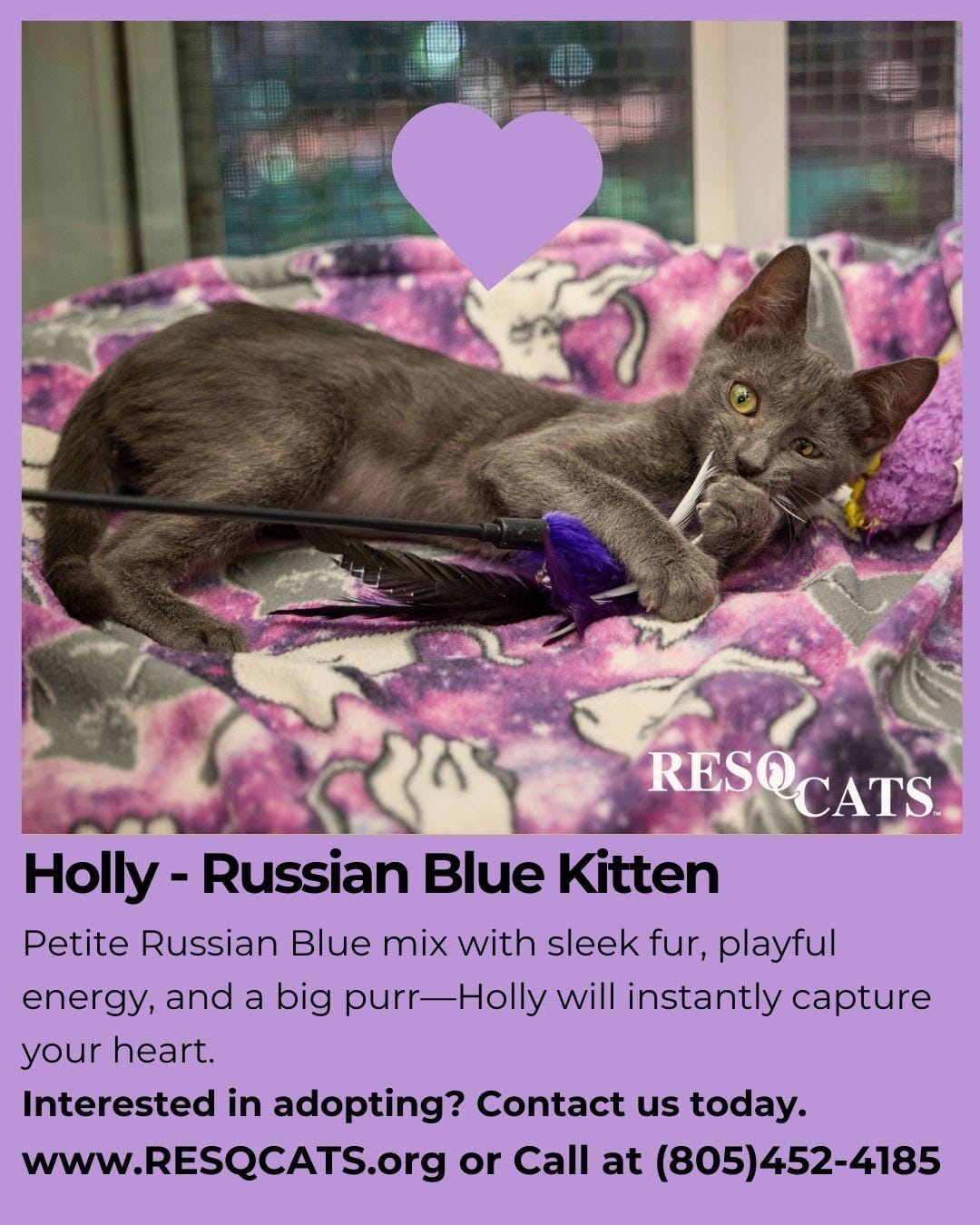 Adopt Holly Today - Pets TheCountyOffice