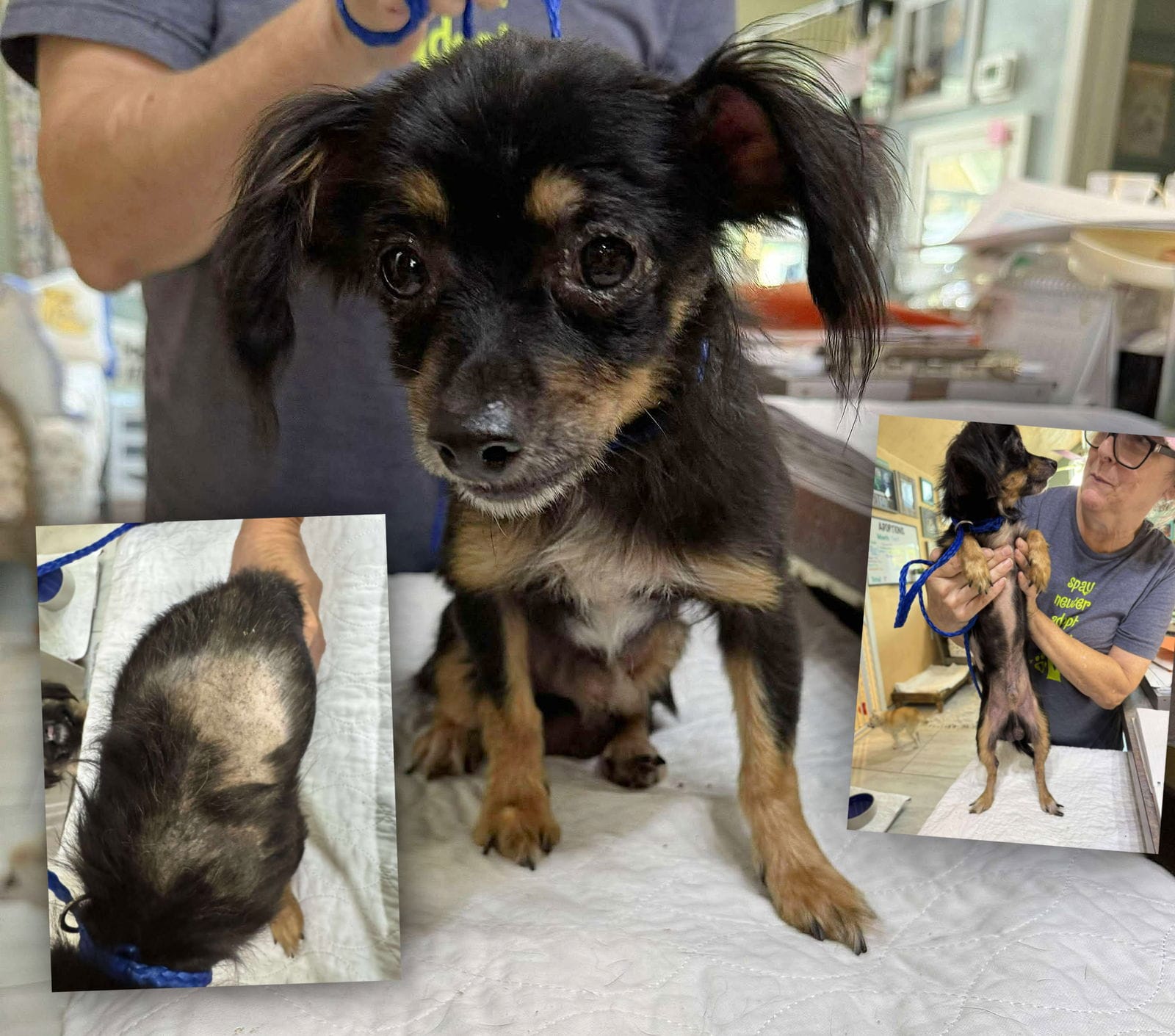 Adopt Bubby (NOT YET AVAILABLE) Today - Find Paw Pal