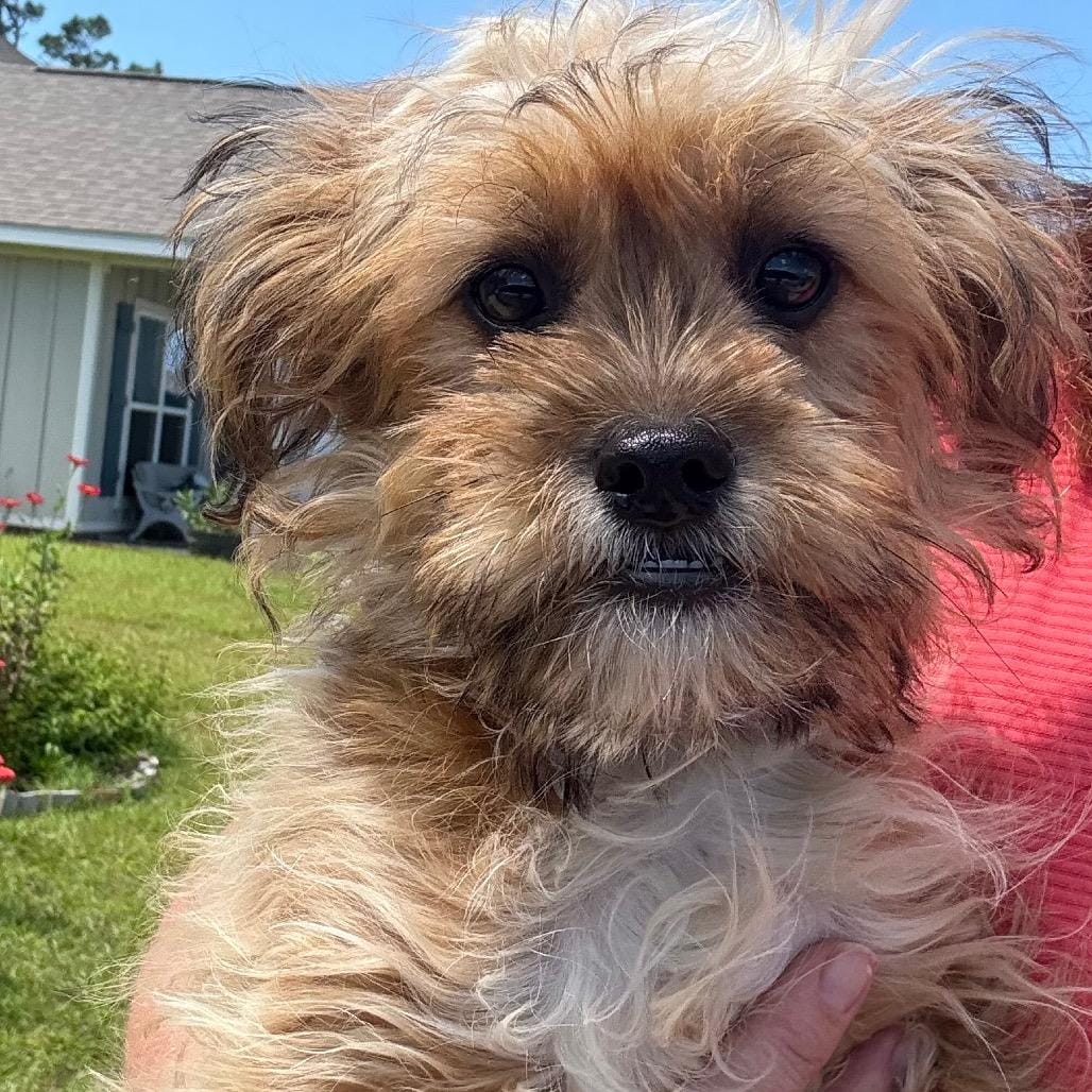 Adopt Copper Today - Pets TheCountyOffice
