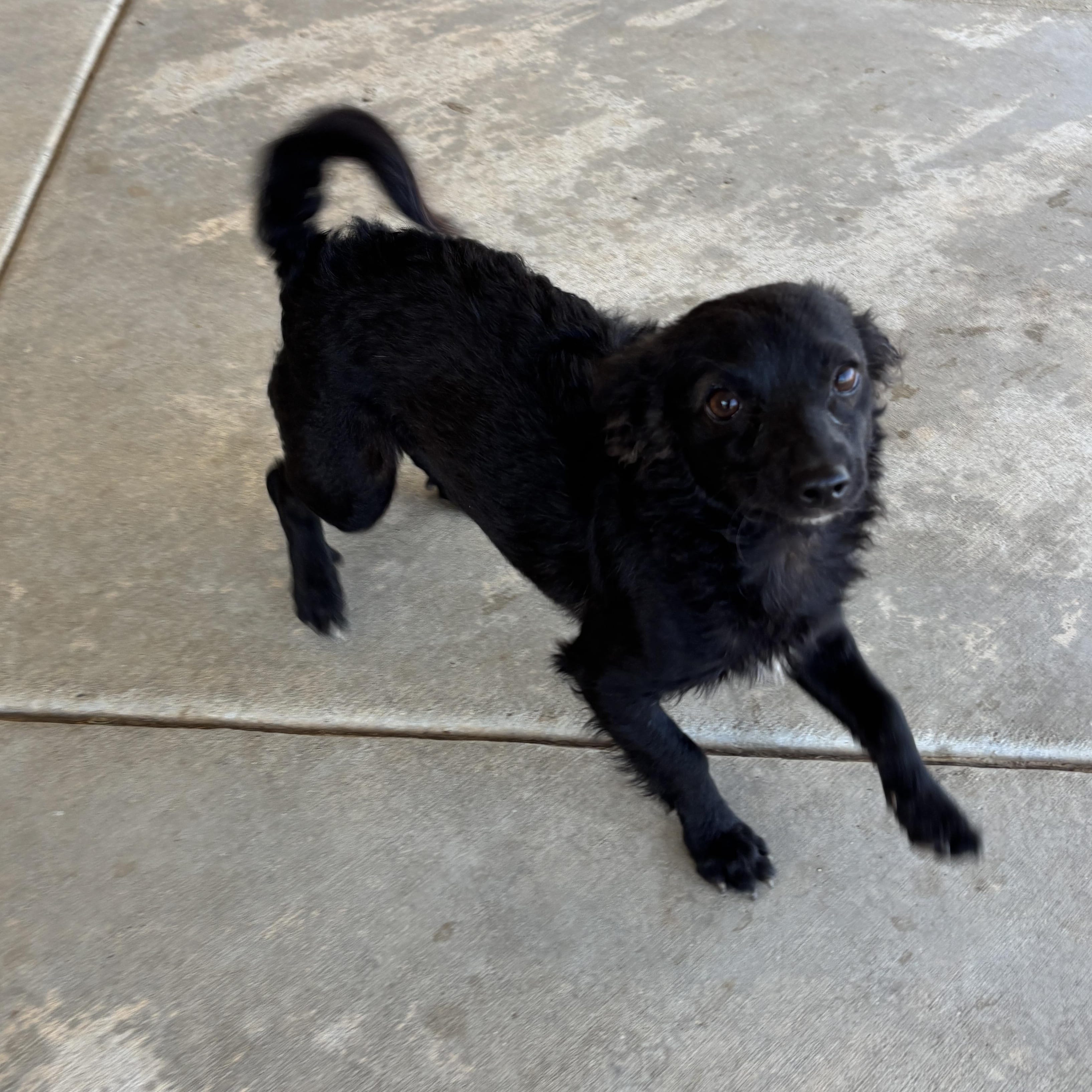 Adopt foxy -- spaniel mix Today - Find Paw Pal